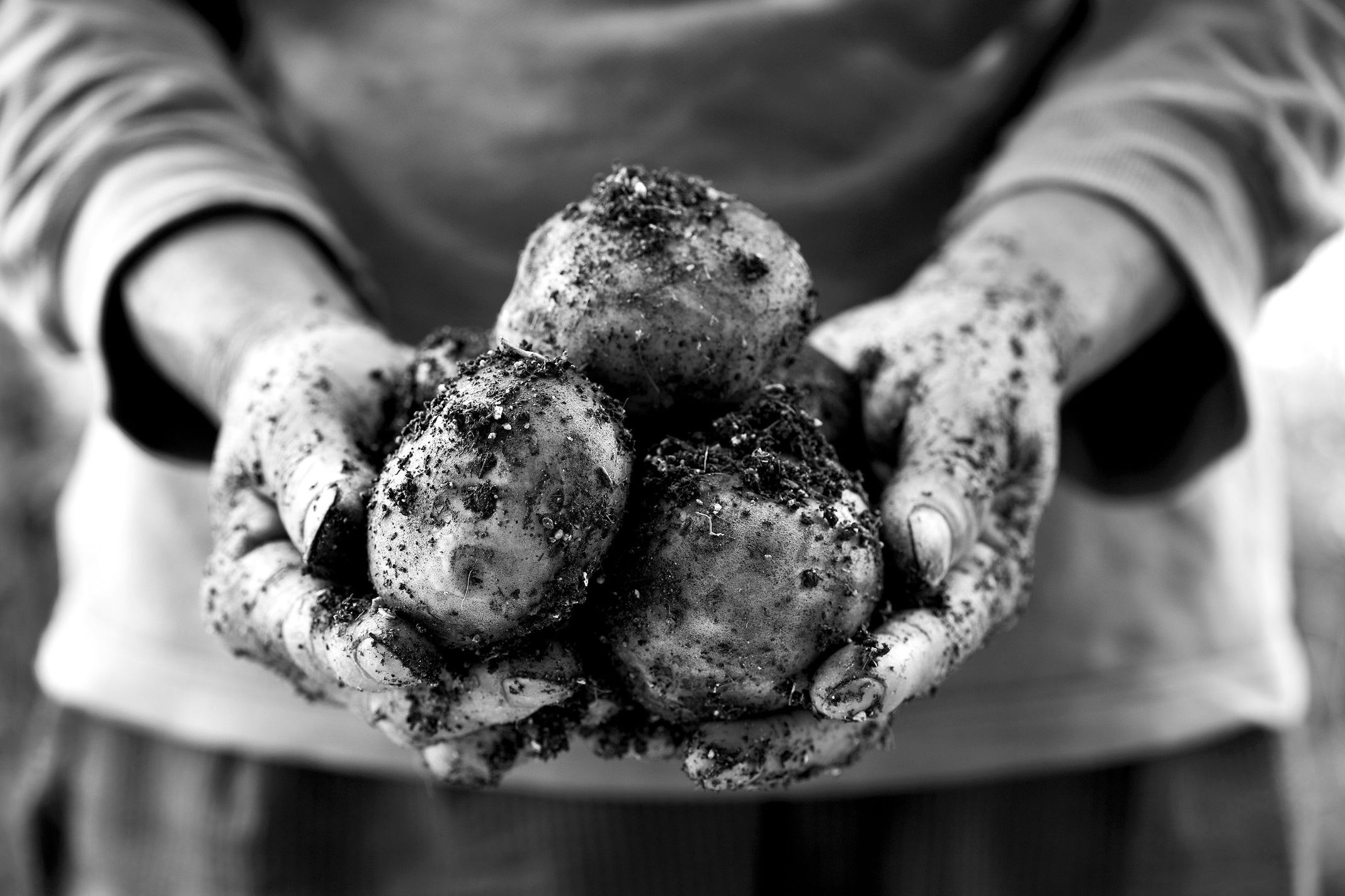 Nine Tines Potato Vodka – Nine Tines Vodka